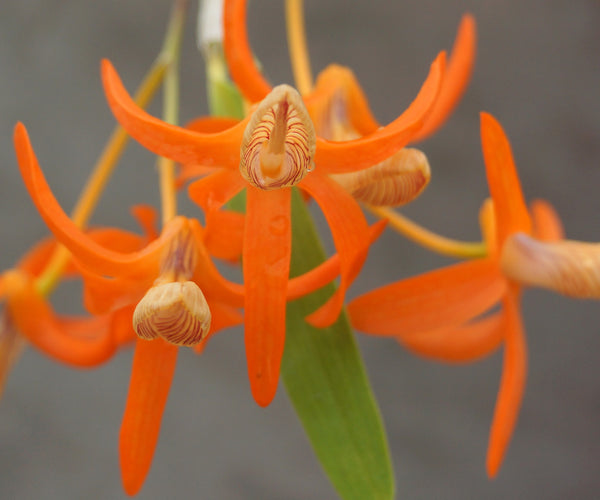 Orchid of the Day-Dendrobium unicum – Orchids for the People