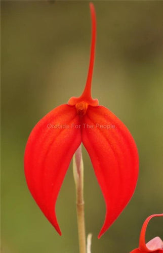 Orchid of the Day-Masdevallias! – Orchids for the People