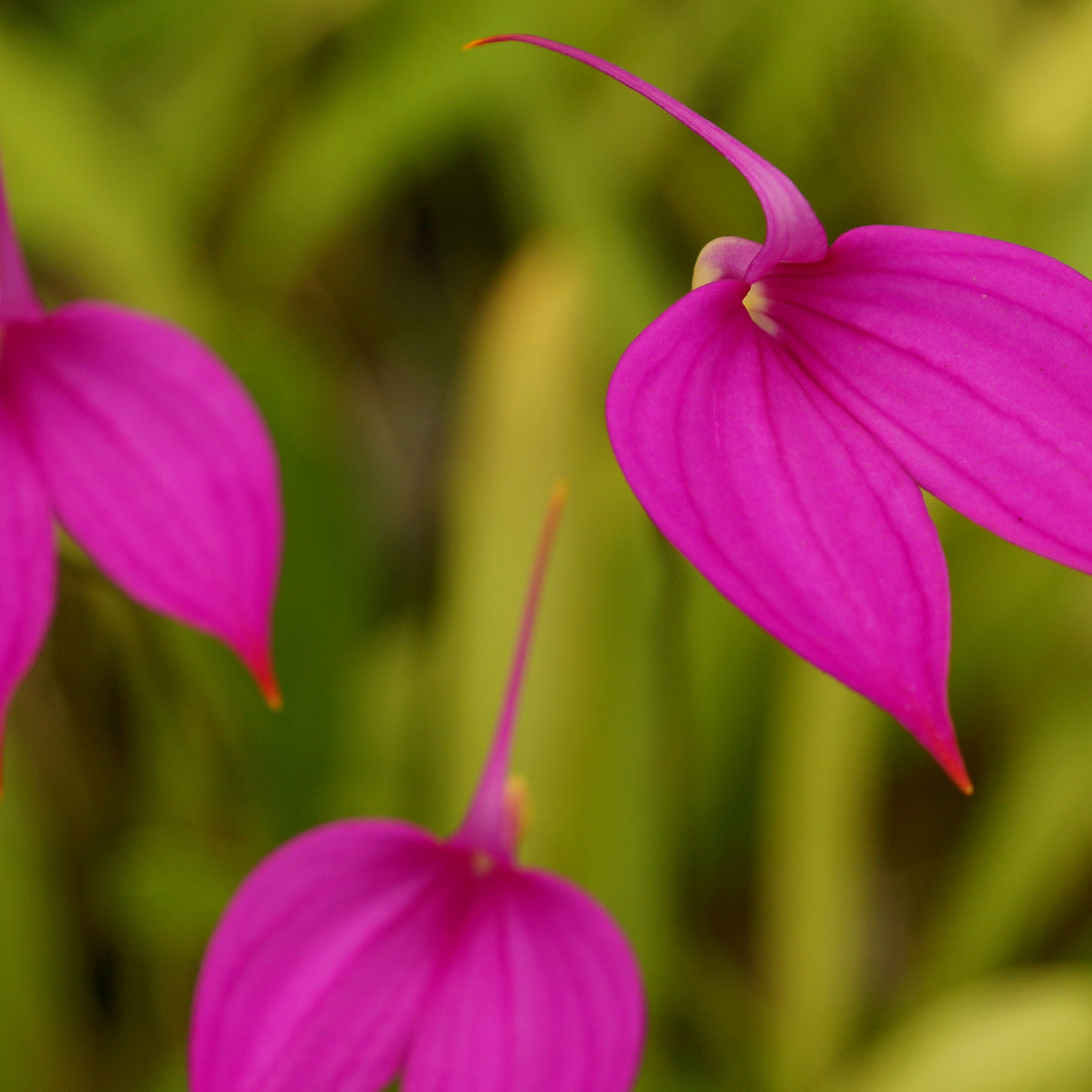 Collections – Orchids for the People