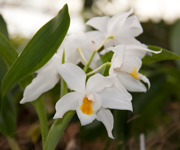 Shop Summer Blooming Orchids – Orchids for the People