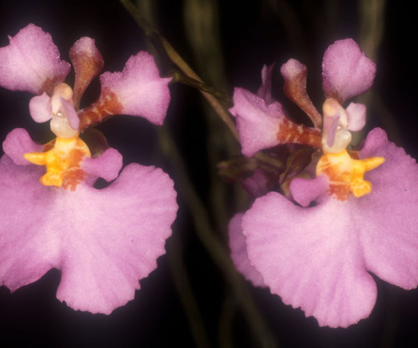 Shop Miniature Orchids – Orchids for the People