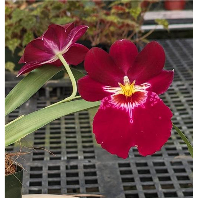 Products – Orchids for the People