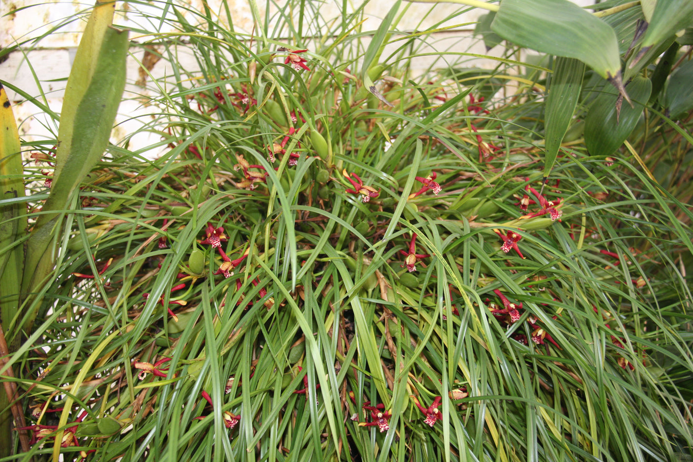 Maxillaria tenuifolia – Orchids for the People