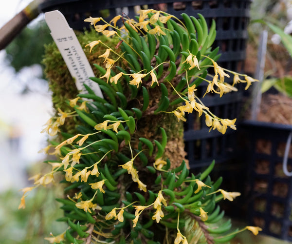 pleurothallis acanthodes