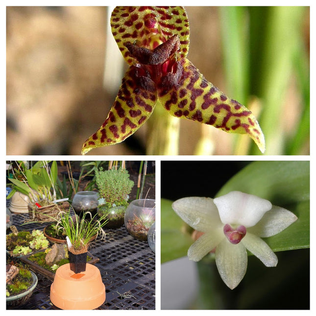 Products – Orchids for the People