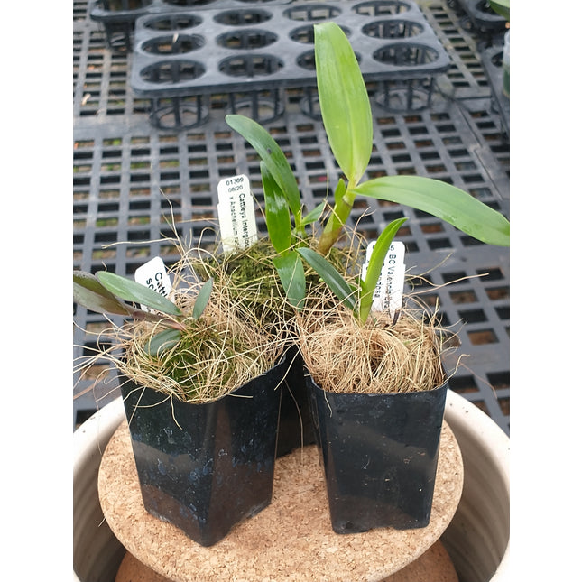 Products – Orchids for the People