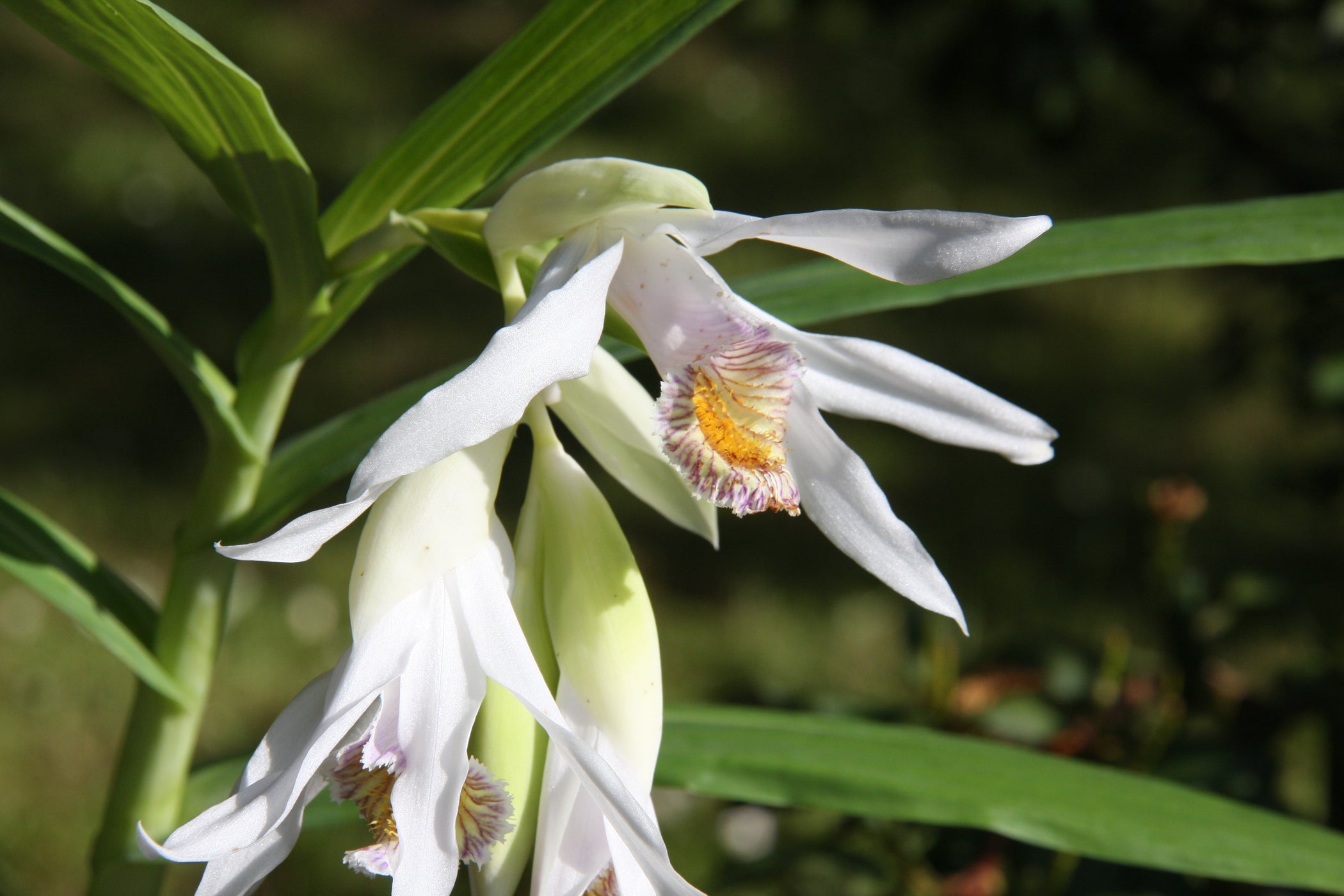 Thunia alba – Orchids for the People